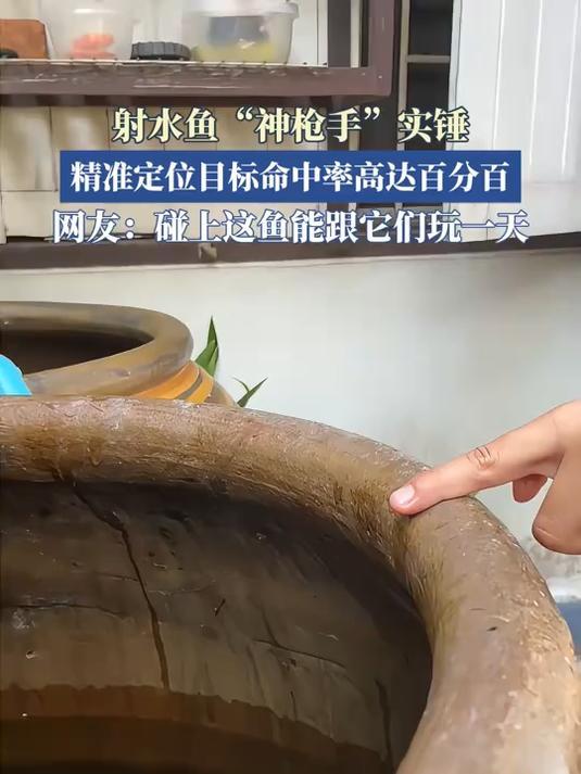 射水鱼"神枪手"实锤,精准定位目标命中率高达百分百!