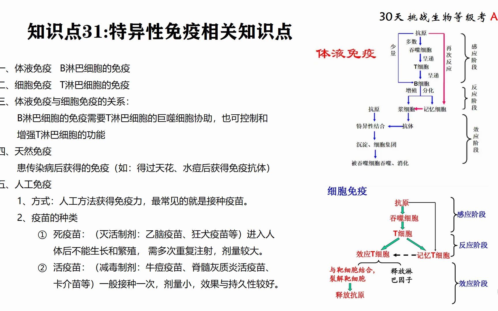 等级考 知识点31 特异性免疫相关知识点