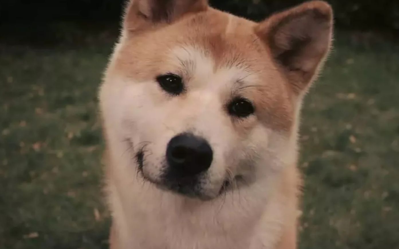 四分钟看完催泪片《忠犬八公的故事》,真实故事改编,人生必看