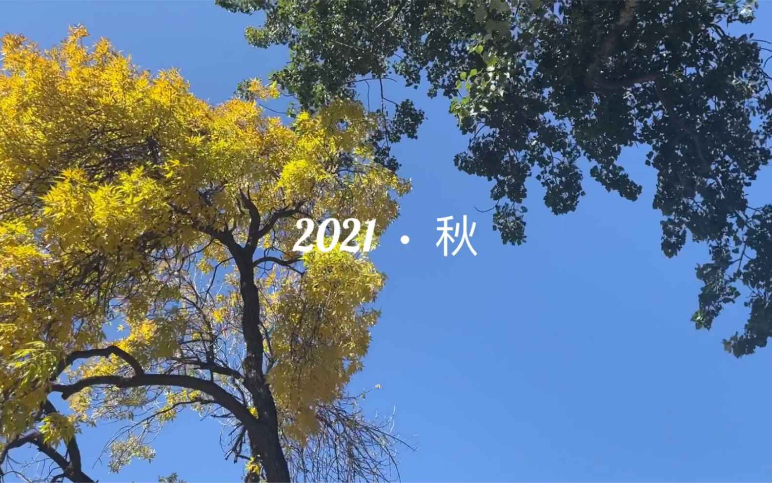 北京林业大学校园风景,2021年秋天
