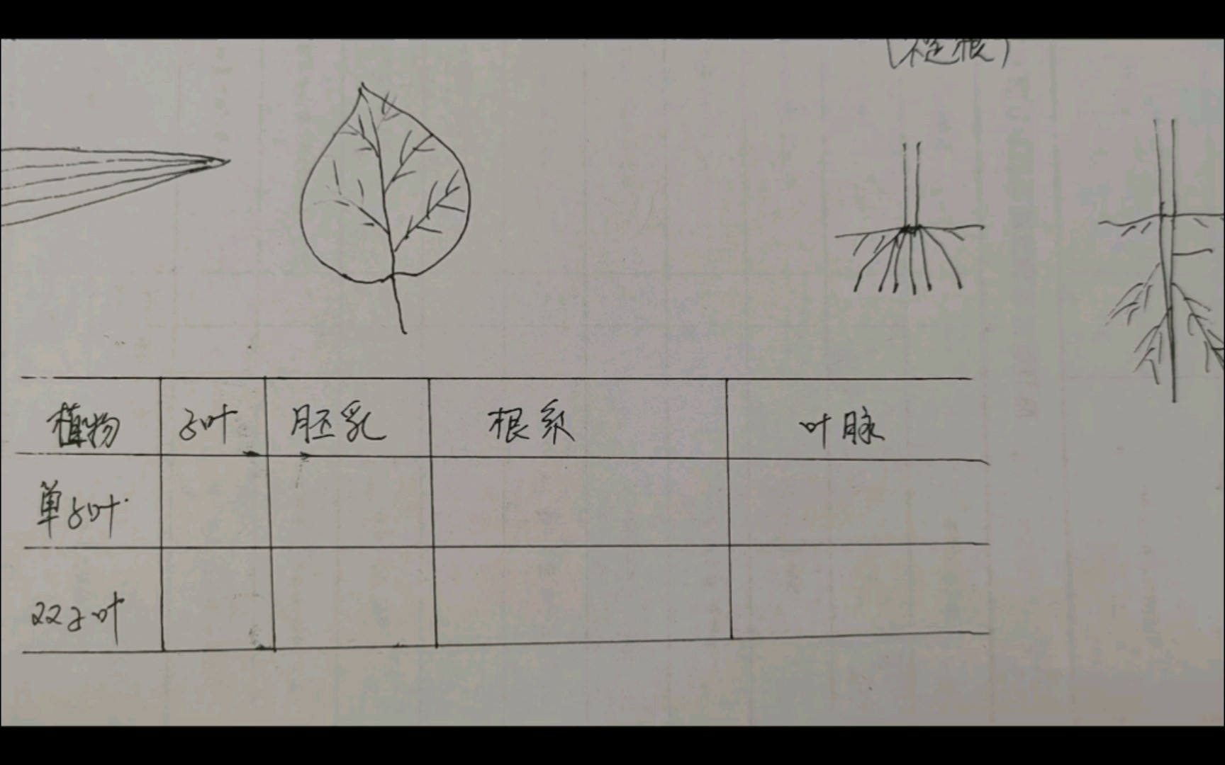 种子植物 被子植物 单子叶双子叶 根系 叶脉 (人教版初中生物七年级...
