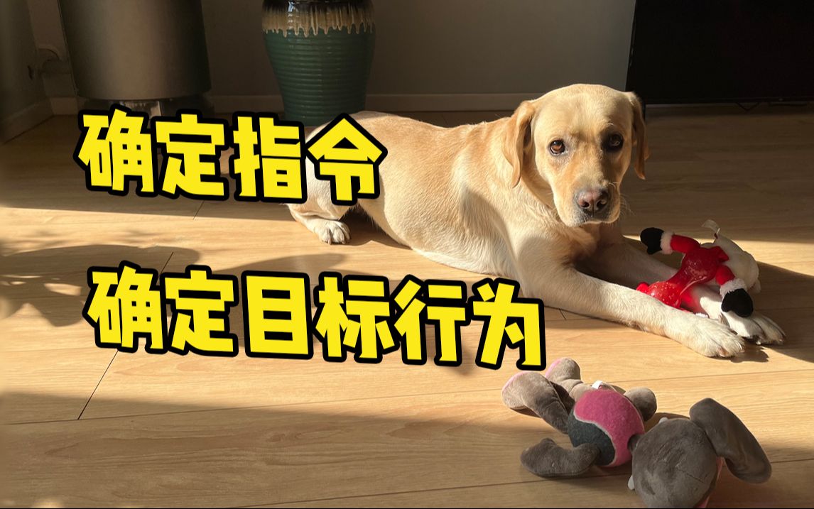 训犬要有确定的目标行为和指令