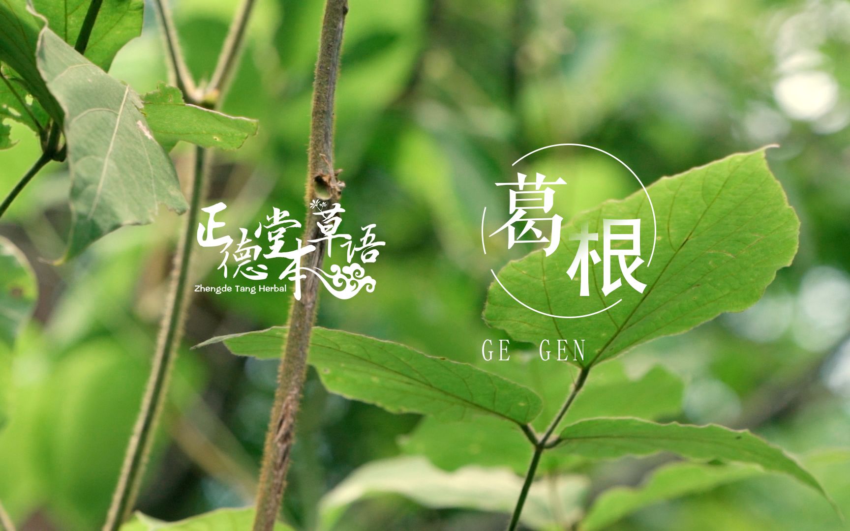 豆科植物野葛的干燥根——葛根