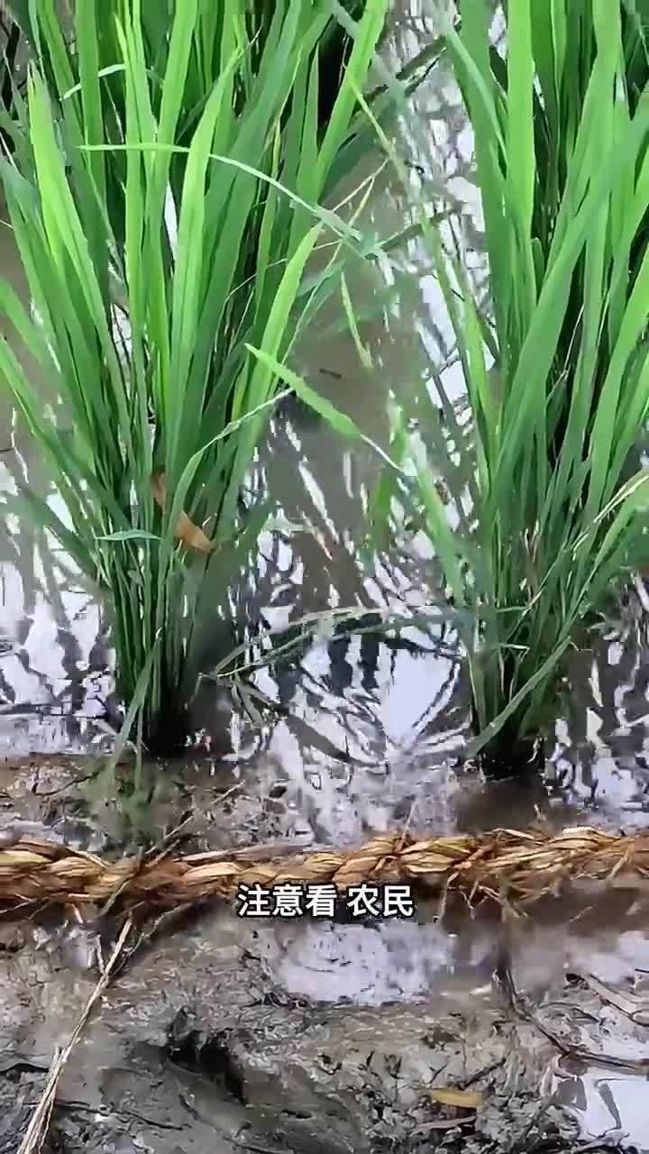 稻田里的秘密武器!一根稻草绳轻松赶走害虫