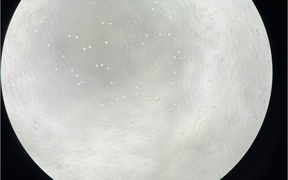 科研必备—cck8(数细胞+铺板后细胞状态)