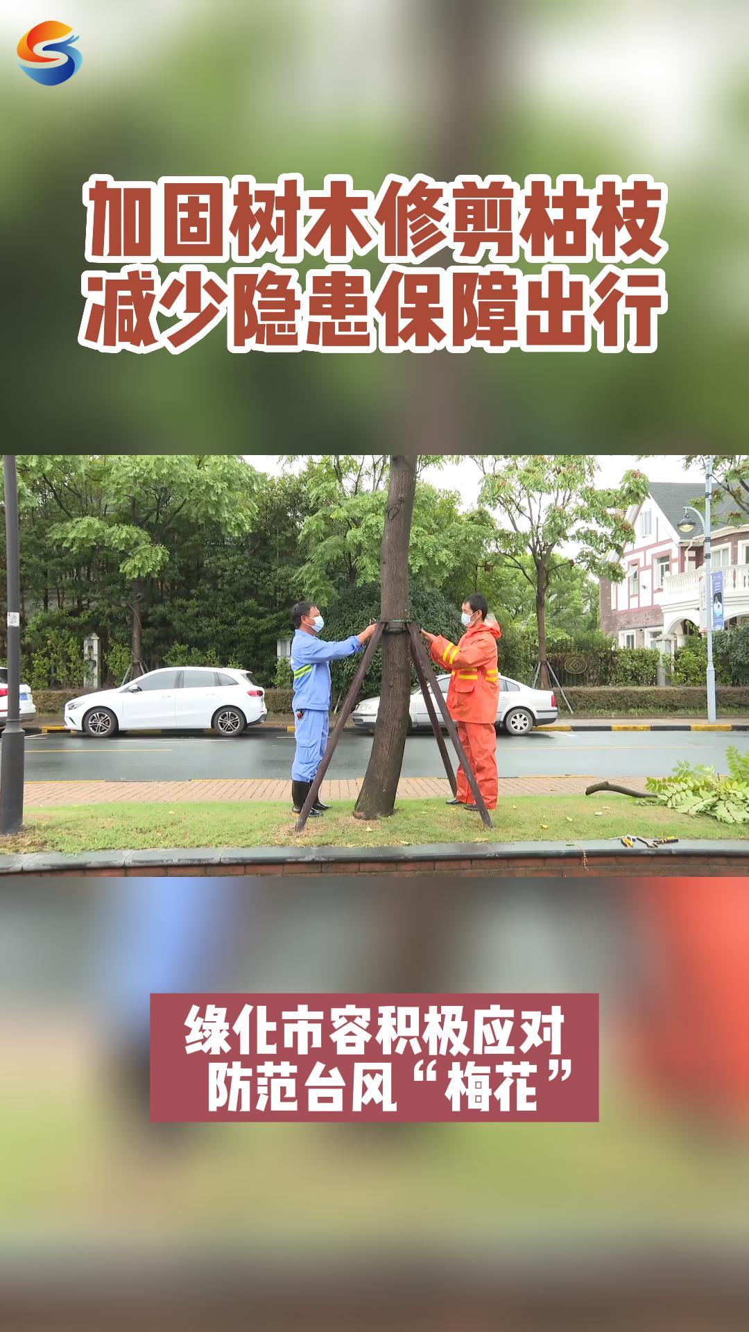 加固树木修剪枯枝减少隐患保障出行