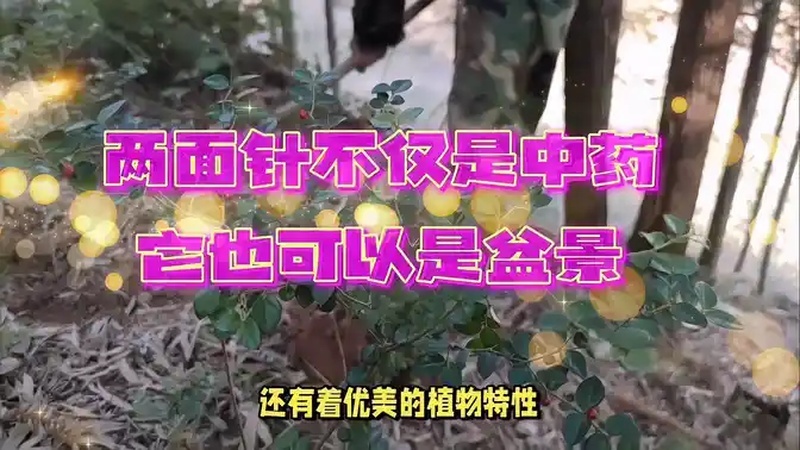 两面针不仅是中药,它也可以是盆景