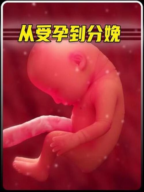 婴儿诞生的过程,从受孕到分娩