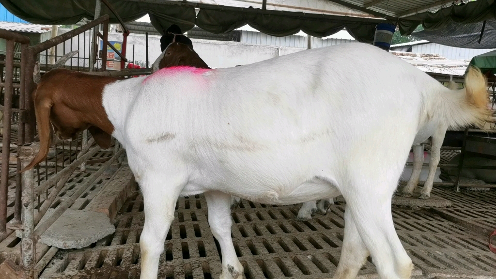 波尔山羊怀孕母羊养殖波尔山羊技术资料