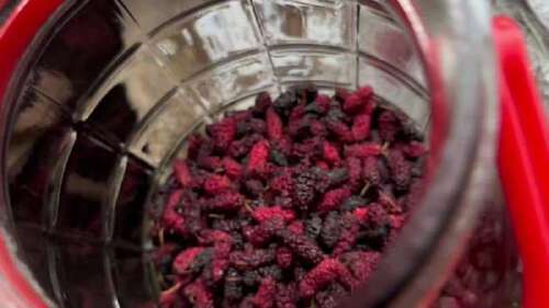 手把手教你泡桑葚酒!盐水清洗关键一步,干净醇香喝得放心