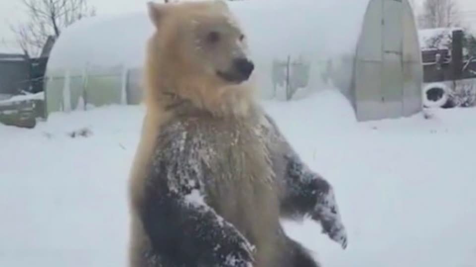 俄罗斯棕熊溜进农场,被小哥用雪猛砸,这熊的反应简直太搞笑了