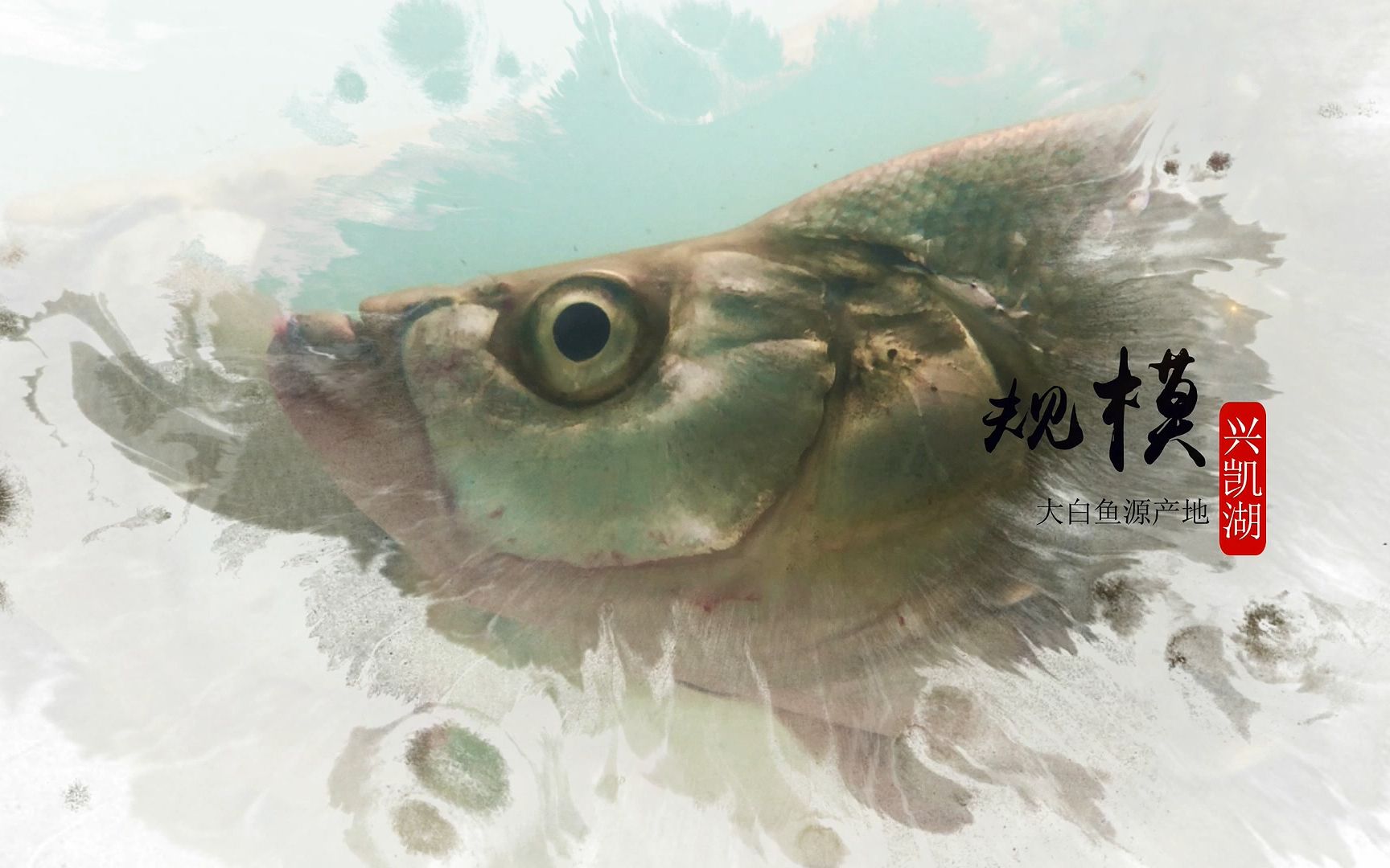 《魂牵梦绕兴凯湖》兴凯湖大白鱼系列宣传片之一