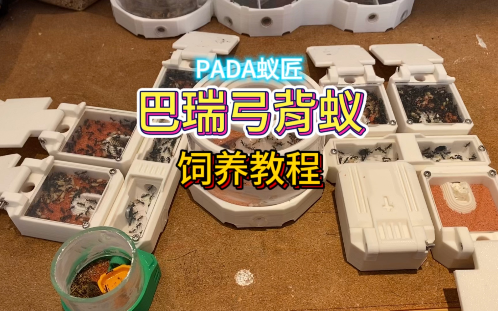 适合新手的巴瑞弓背蚁饲养教程