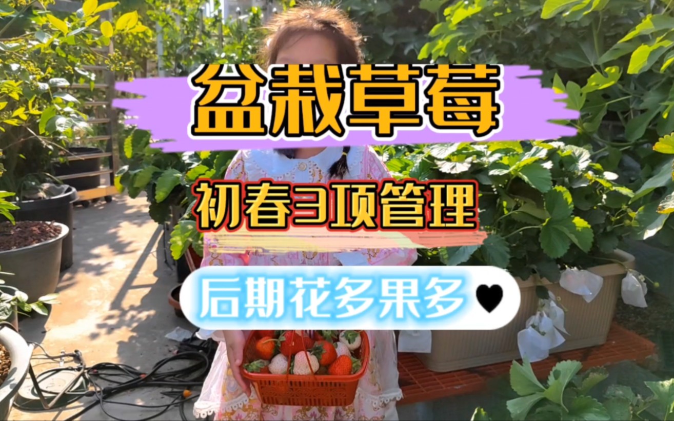 盆栽草莓开春做好3项管理:复壮快,花芽多,果量大