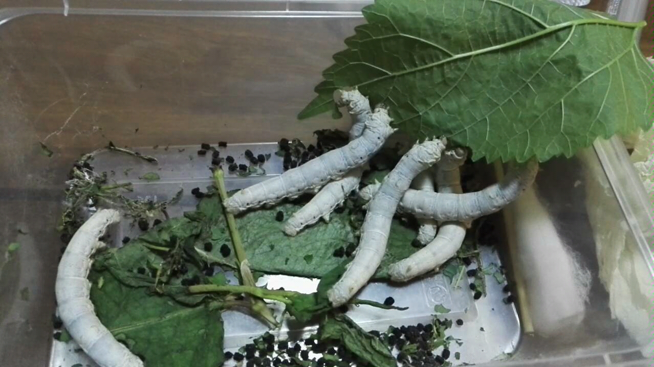 这些当年养的蚕,嘿嘿