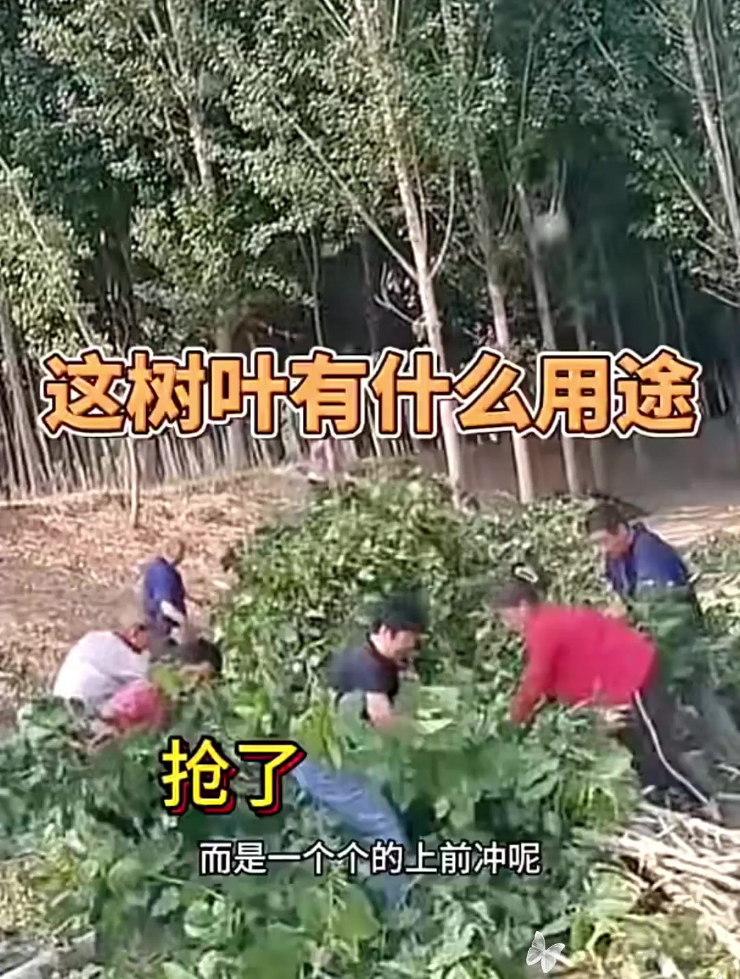 这树叶这么抢手,有什么作用呢