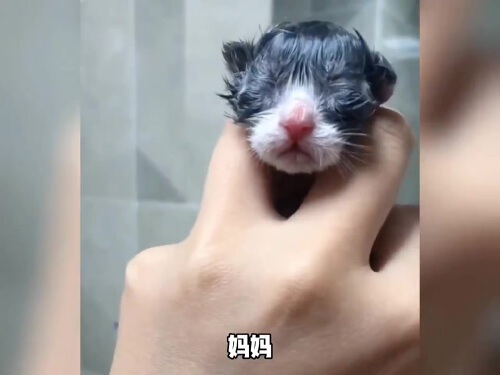 盘点那些可爱的小猫咪们