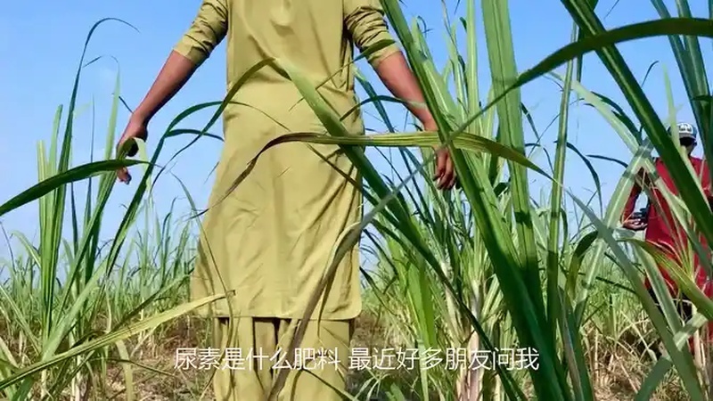 尿 素 是 什么肥料