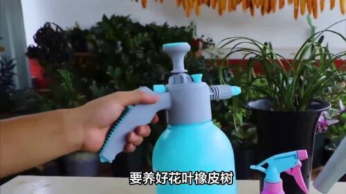 花叶橡皮树的养殖方法和注意事项