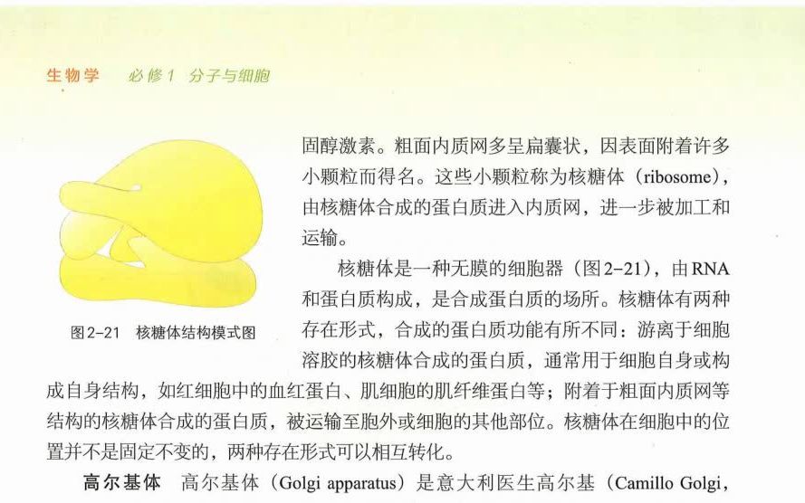 第三节 细胞质是多项生命活动的场所