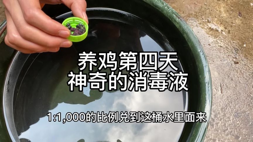 学习养鸡第四天,神奇消毒液,如何配比消毒#每日分享养鸡小知识