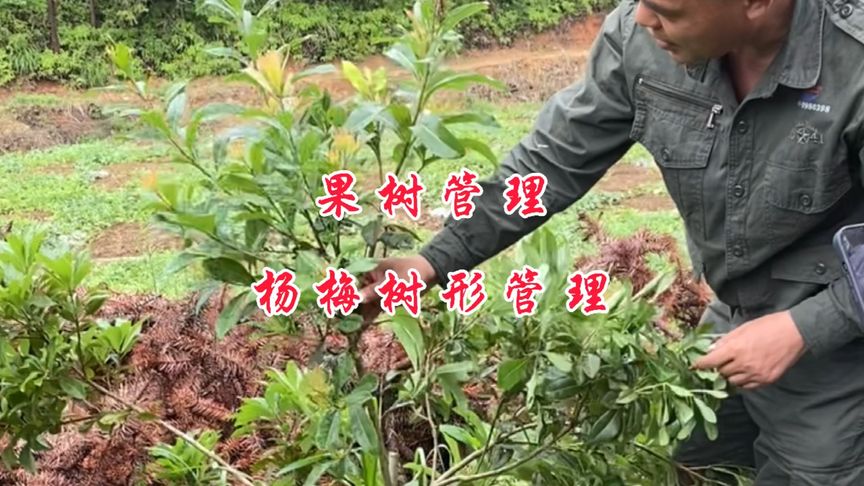 杨梅树树形管理