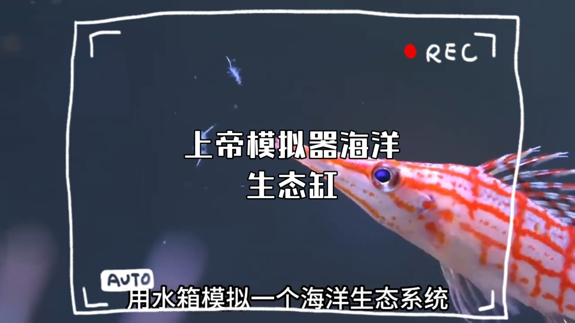 男人滑不走系列,上帝模拟器海洋生态缸