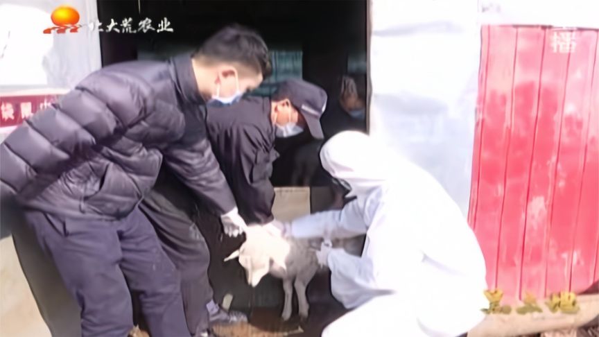 畜禽血样采集及注意事项