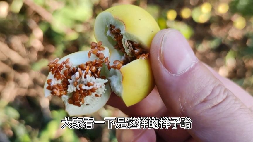 大山生长着一种圆圆的果实,可惜不能吃,据说是两面针牙膏的来源