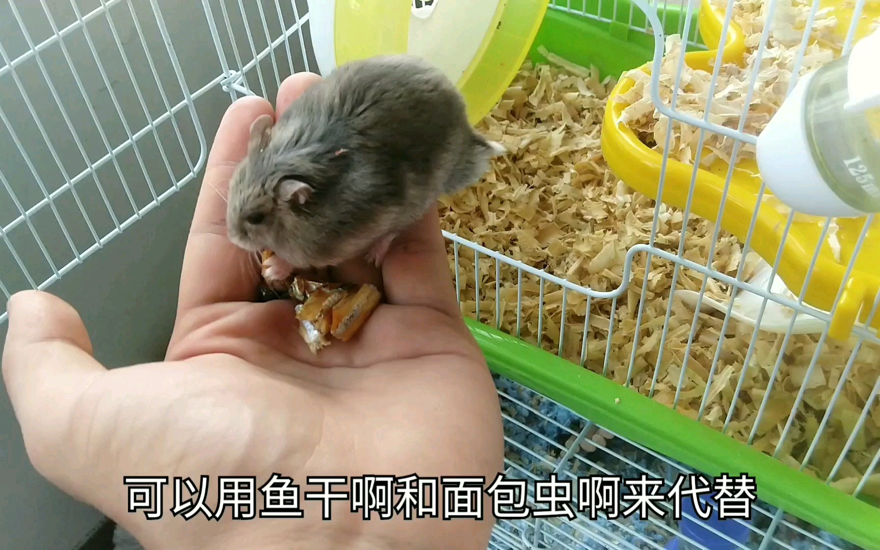 怎么让仓鼠喜欢亲近主人