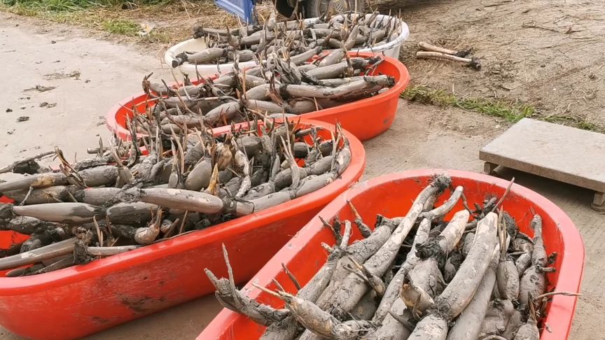 90后创业小伙,荷塘一次种1000斤藕种,夏天能收多少藕尖、藕带?