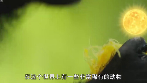 世界上6种最稀有的动物