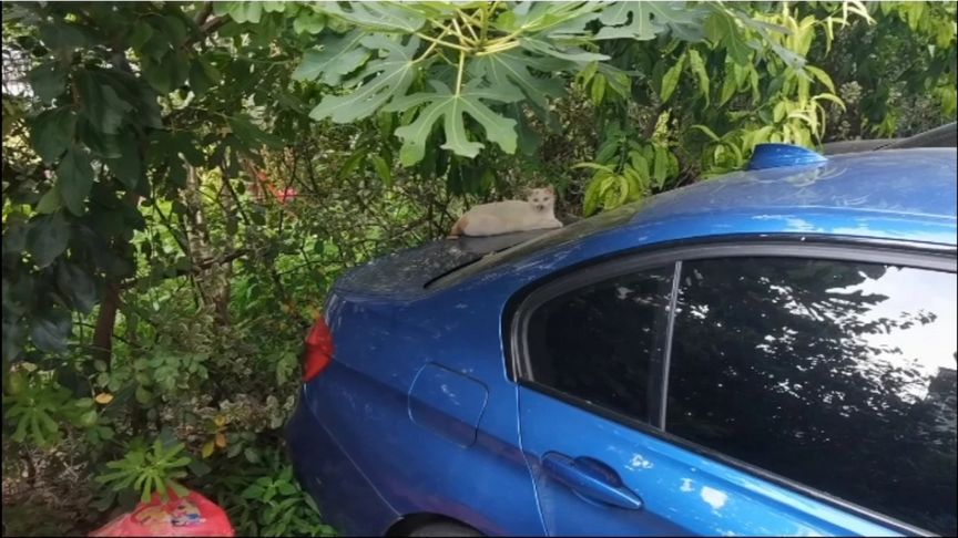 挑战把流浪猫带回家的第一天