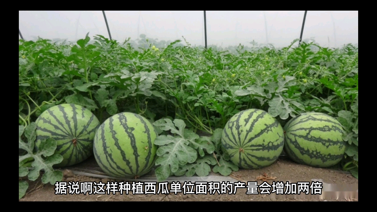 韩国农场立体种植西瓜技术,产量比传统高