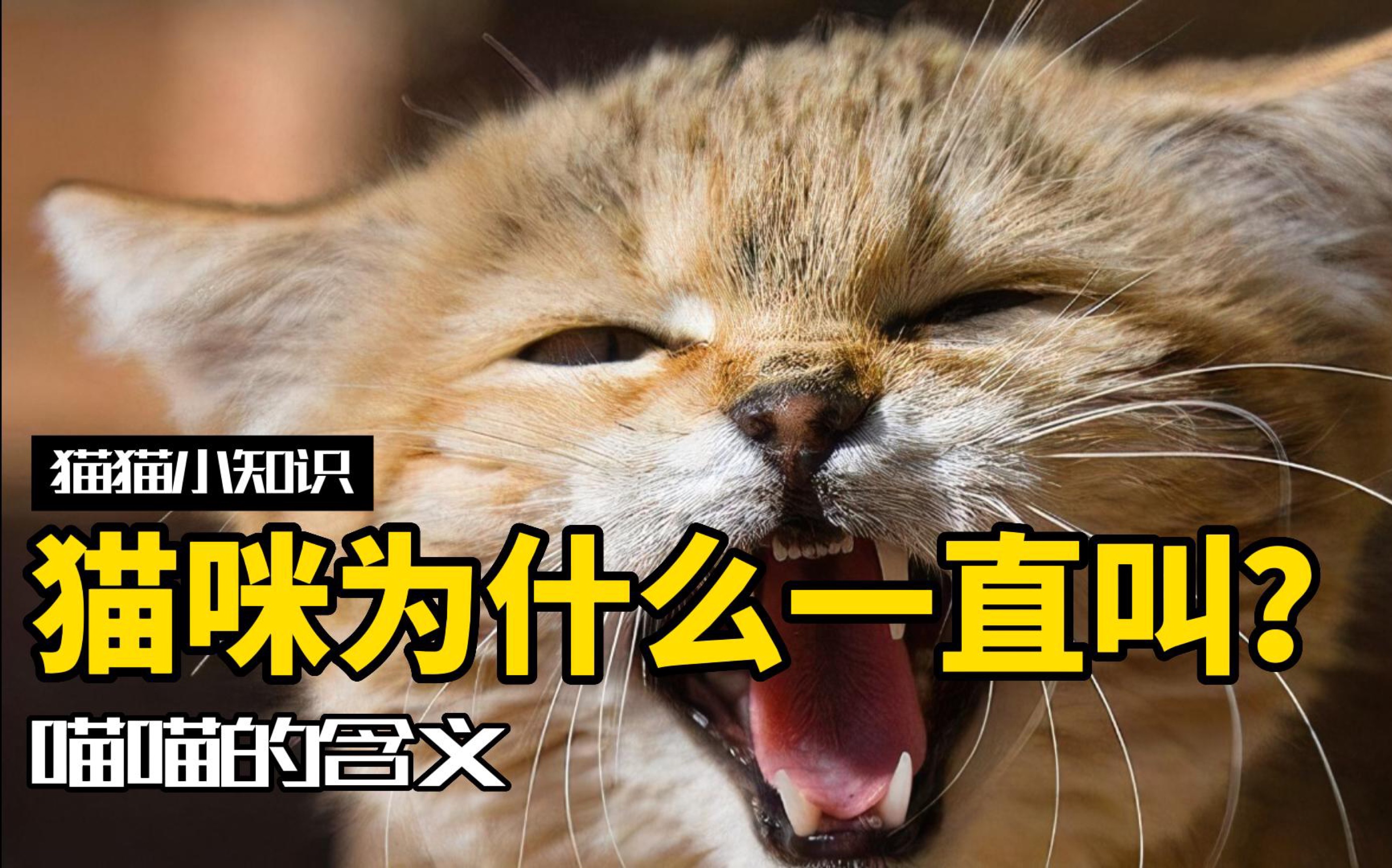 猫咪一直叫的五种原因,最后一种你碰到过吗?