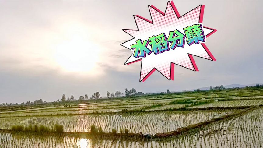 水稻分蘖期,水稻一生有五个主要生长时期,分蘖非常重要决定产量