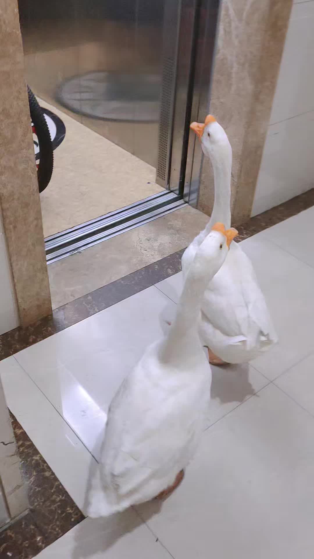 仔细一看大鹅元宝凤凰生气骂人时都那么有趣可爱#人与动物和谐共处 ...