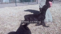 7535母墨界黑狼、墨界黑狼犬、墨界犬幼犬训练视频