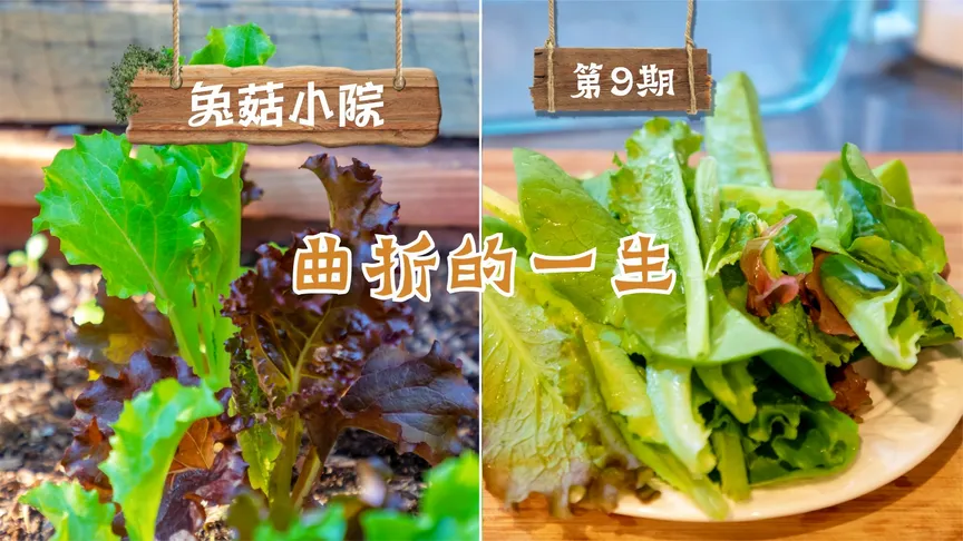 【小院种菜】摘生菜啦!生菜生长全过程,以及翻车现场