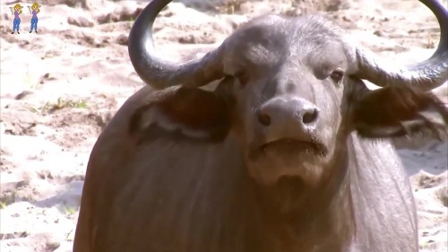 在意想不到的情况下,牛二勇敢挑战狮子,却遭遇联合攻击的惊险瞬间
