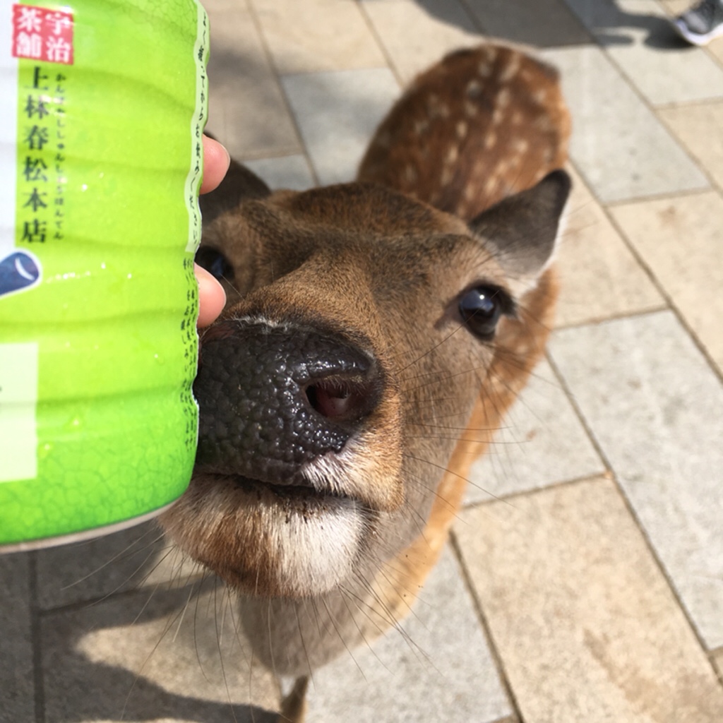面包老兵 