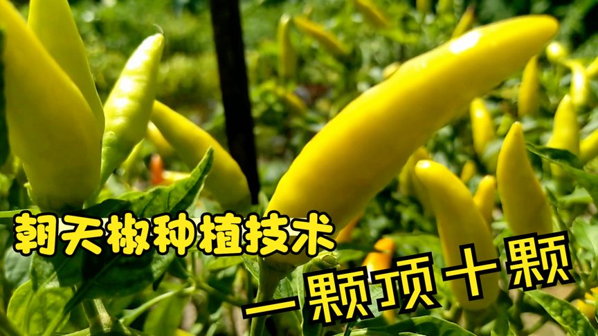 朝天椒的种植技术,朝天椒高产管理,种上十来颗就够一家人吃一年