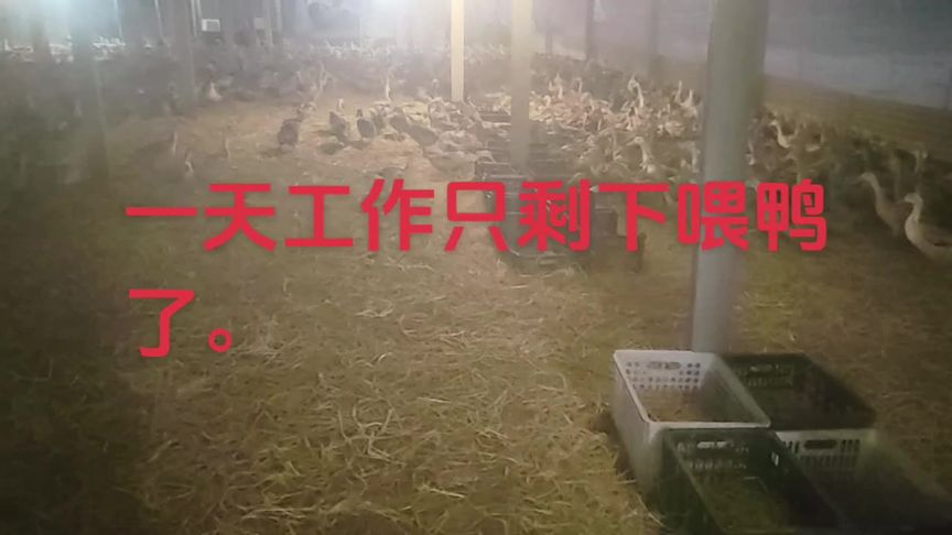 #记录养殖生活 #农村创业养殖 #抖音助农 #新农人计划2023