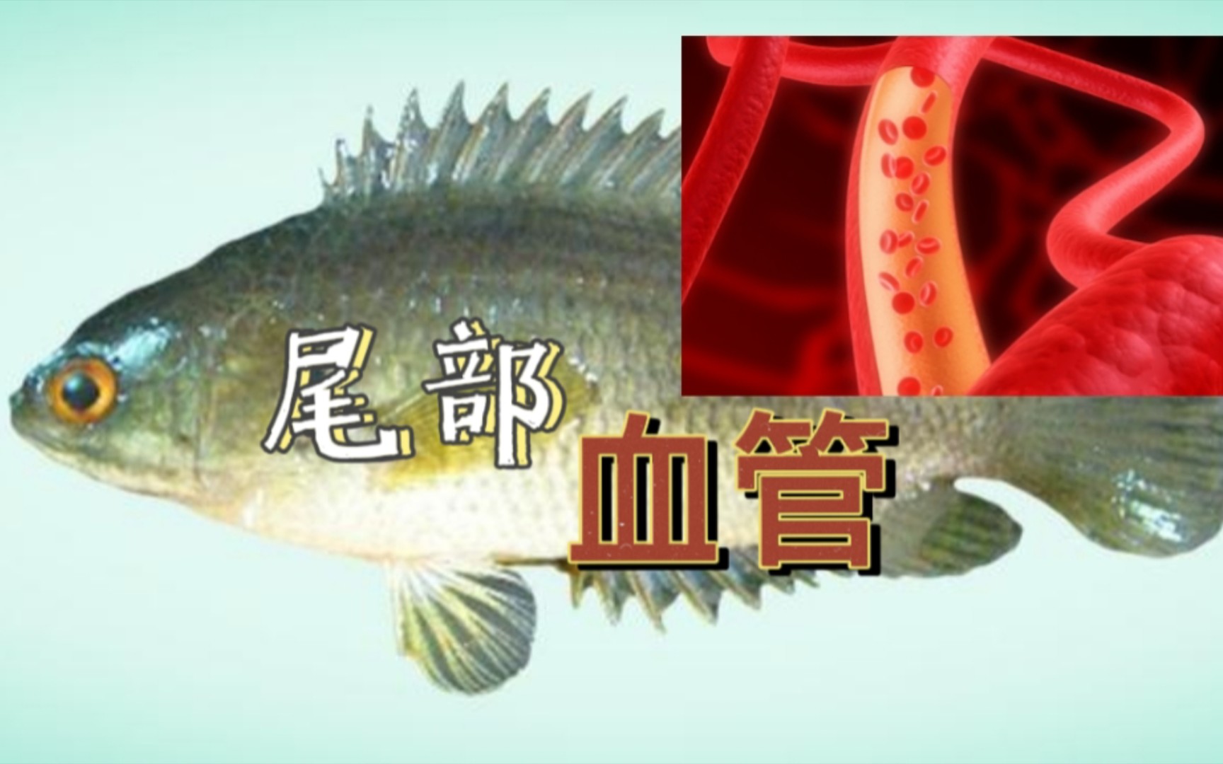 显微镜下的小鱼尾部血管,好似一条川流不息的长河!