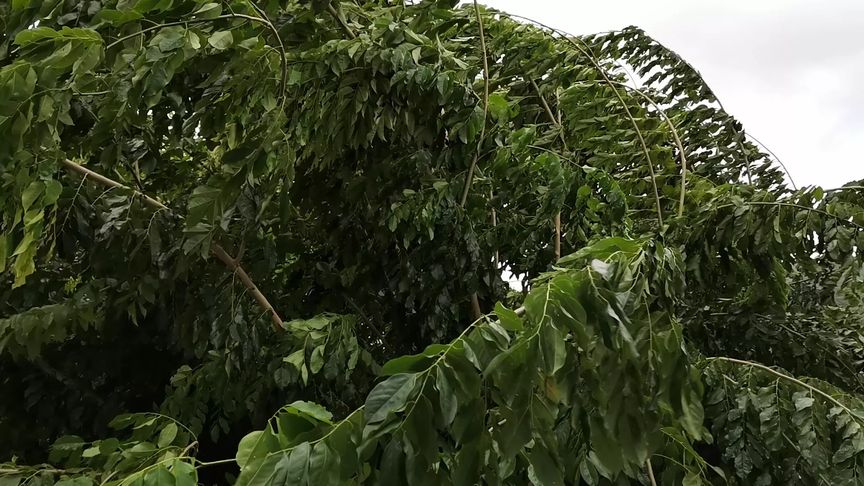 还是回屋里比较安全,“杨柳”还是挺强的,摇曳的树枝