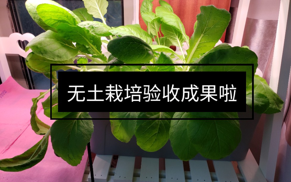 【无土栽培part2】【播种】交作业啦,回顾一个月来水培箱里的上海青...