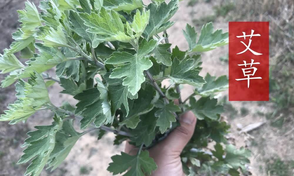 今天才知道,艾草装枕头对人有3大好?看完这个视频终身受益