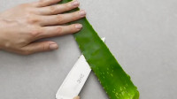 家有芦荟不要扔,小姐姐教你巧妙使用
