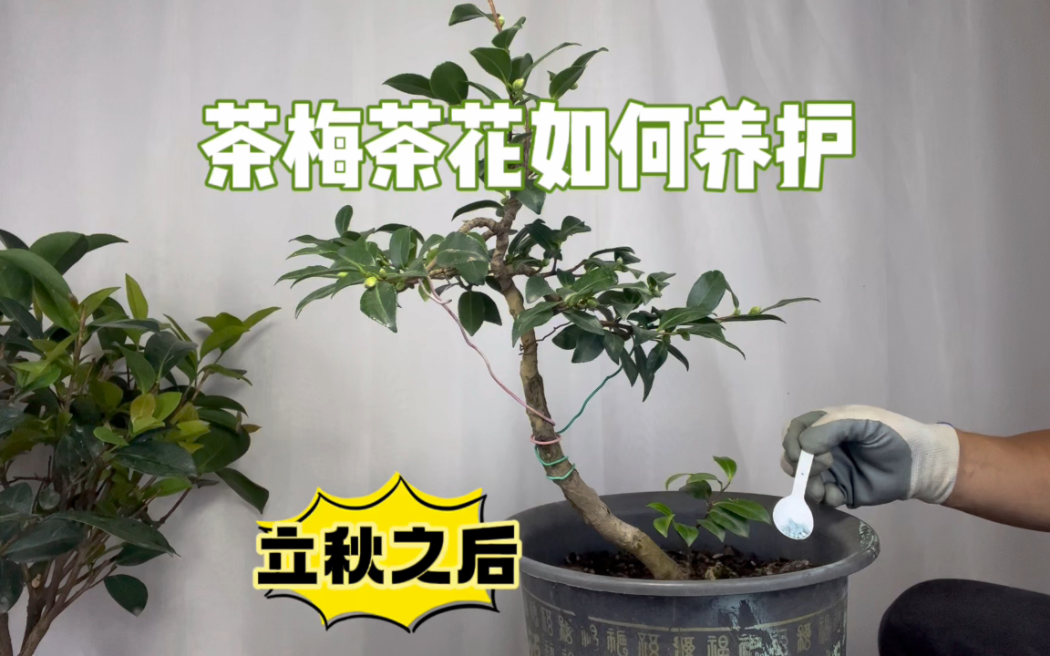 立秋之后,茶梅和茶花如何养护?很实用!新手赶紧看看