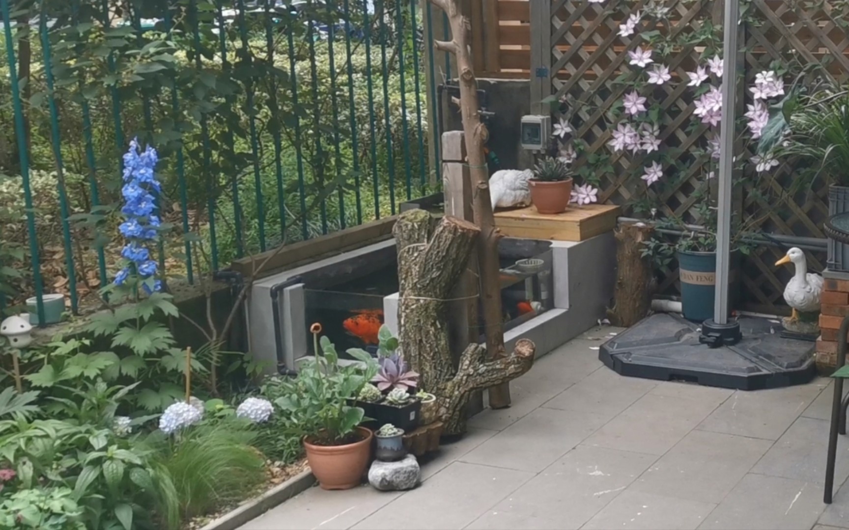 庭院小鱼池建池过程详解,沼泽过滤,清澈不绿水